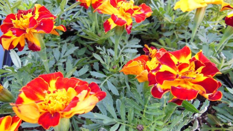 【Marigold】(Tagetes) Golden flower of the Virgin Mary.